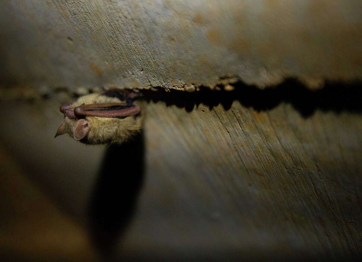 White-nose syndrome has killed millions of bats. Here’s how Texas ...