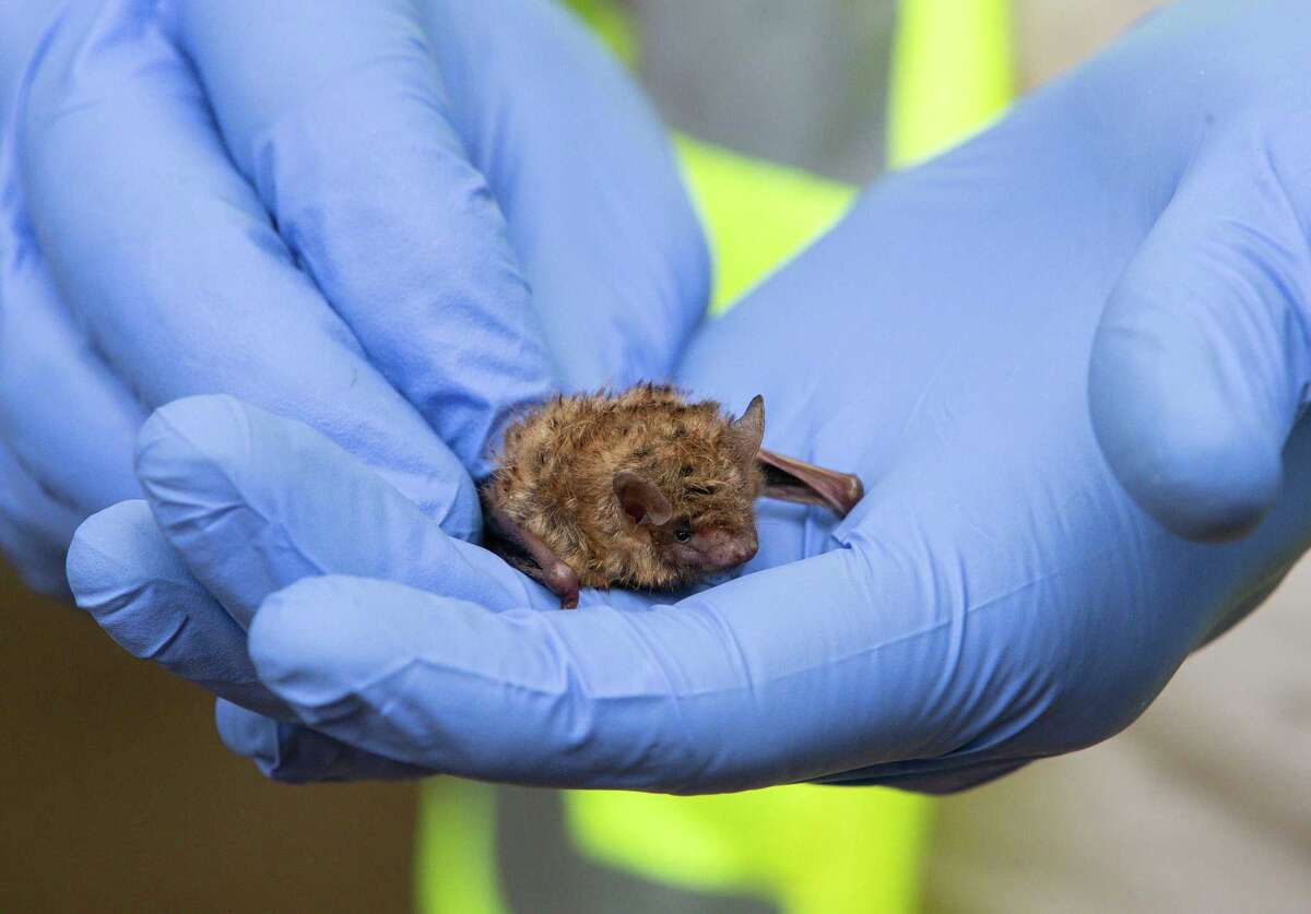 White-nose syndrome has killed millions of bats. Here’s how Texas ...