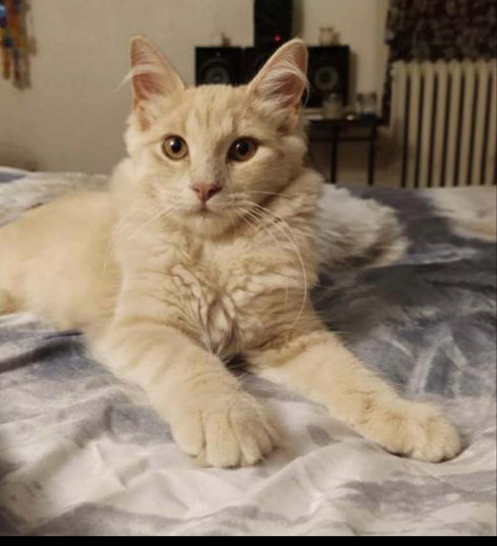 SOS Animal Rescue assists Shelterhouse pets