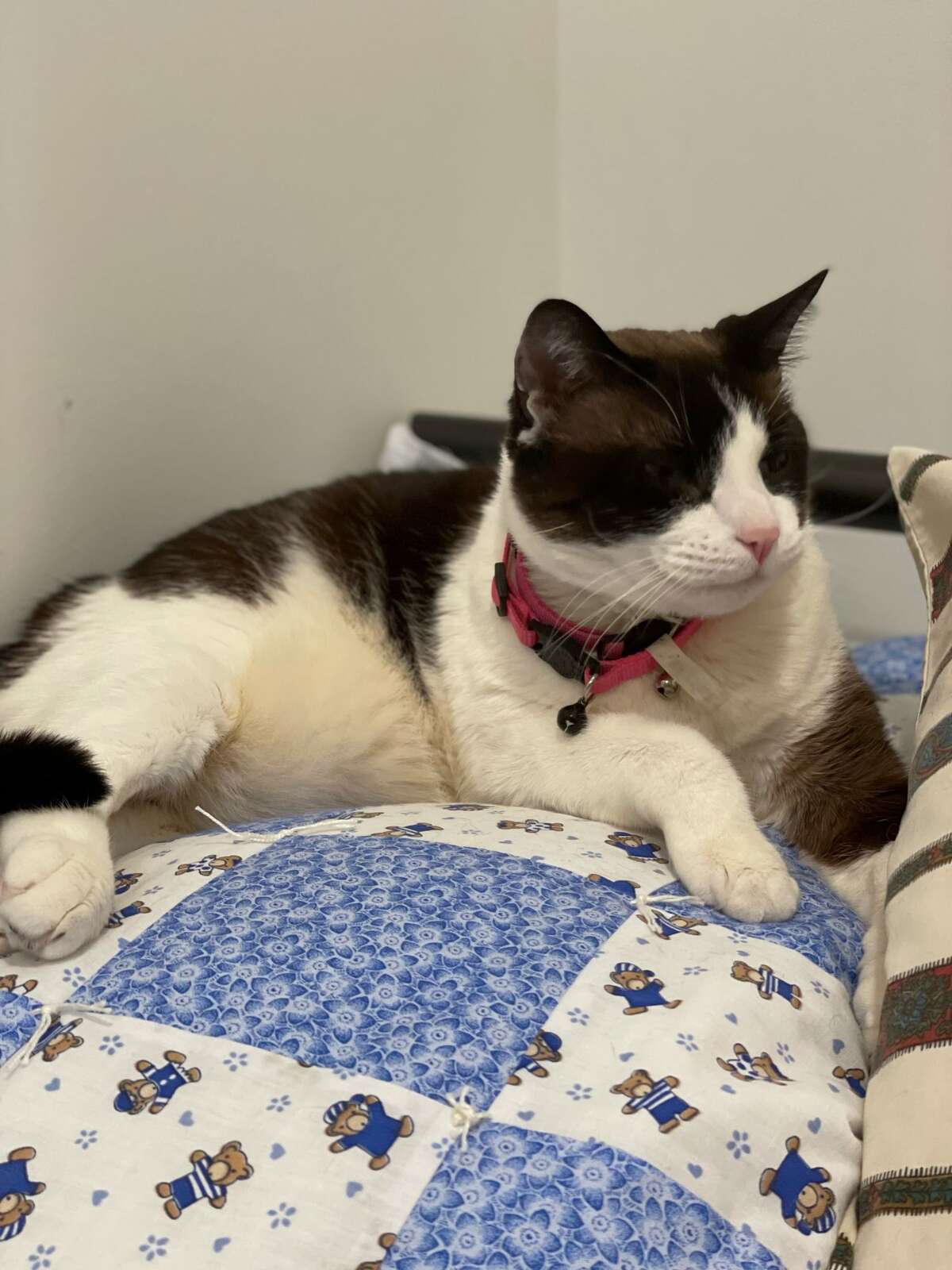 SOS Animal Rescue assists Shelterhouse pets