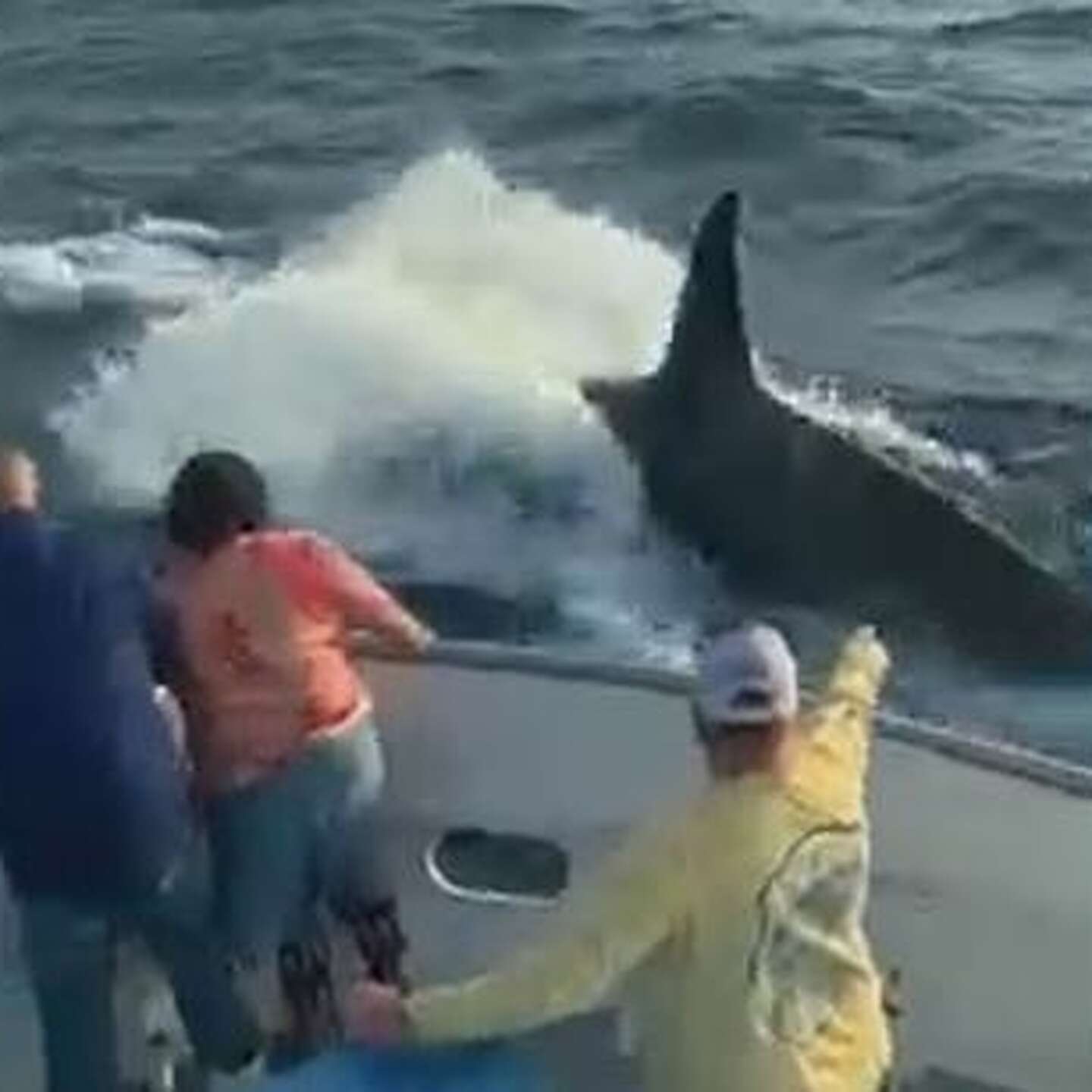 Galveston fisherman captures video of rare orca sighting in Gulf near ...