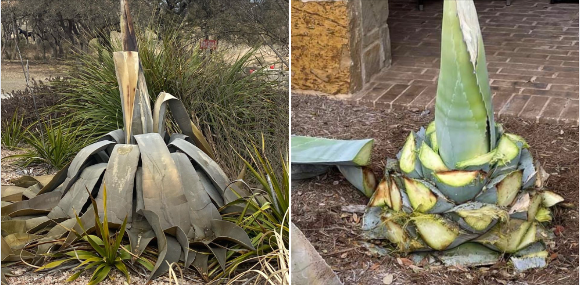 Still trying to resurrect dead agave plants? Here are some tips