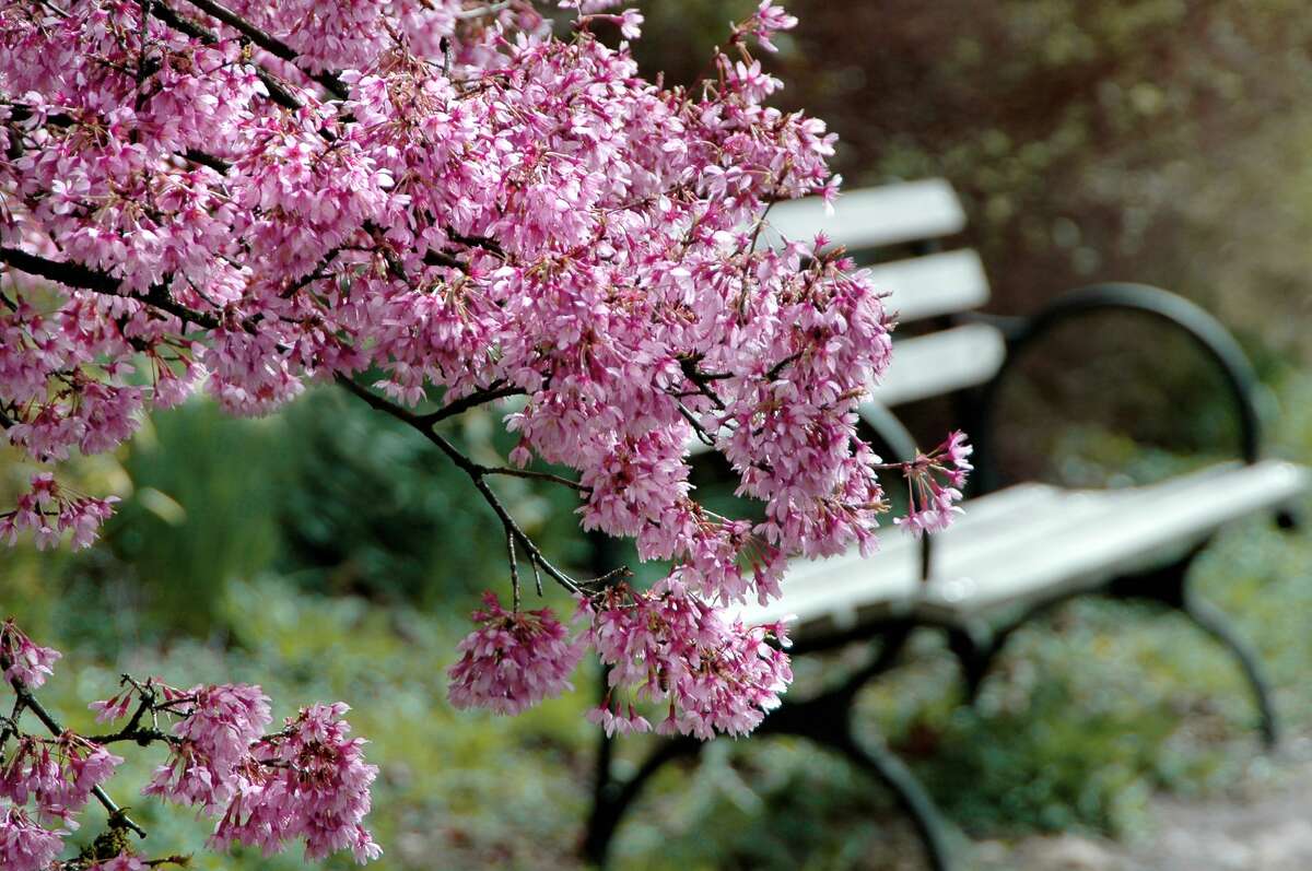 9 places to see breathtaking blooms in Seattle this spring