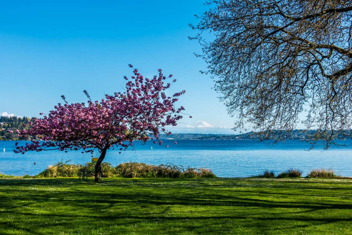 9 places to see breathtaking blooms in Seattle this spring