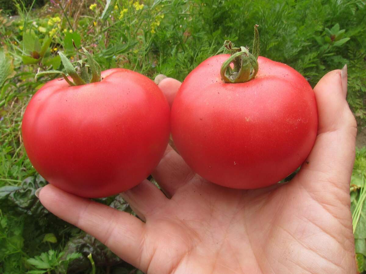 10 steps to Bay Area tomato success right now