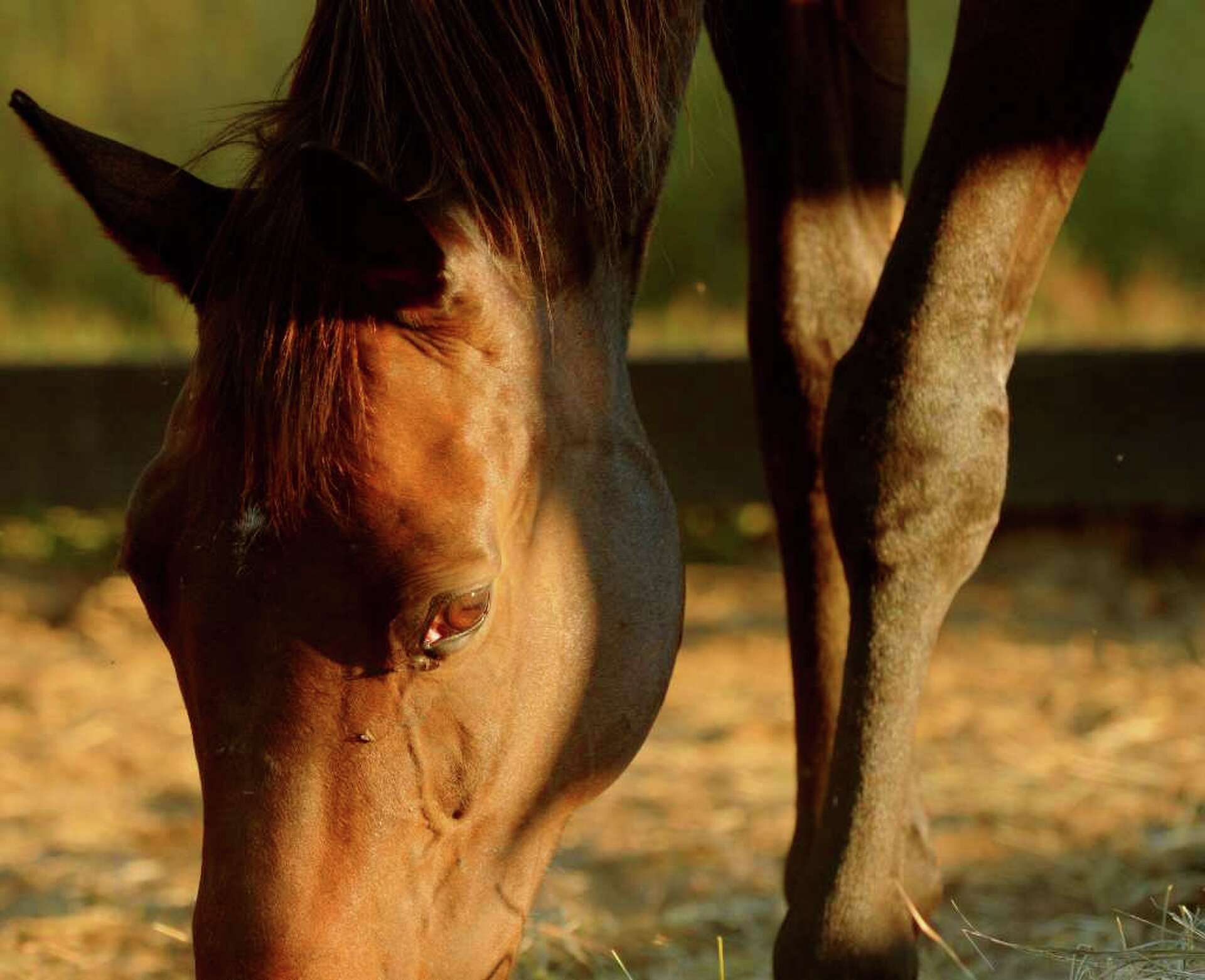 Lovable loser Zippy Chippy still a fan favorite