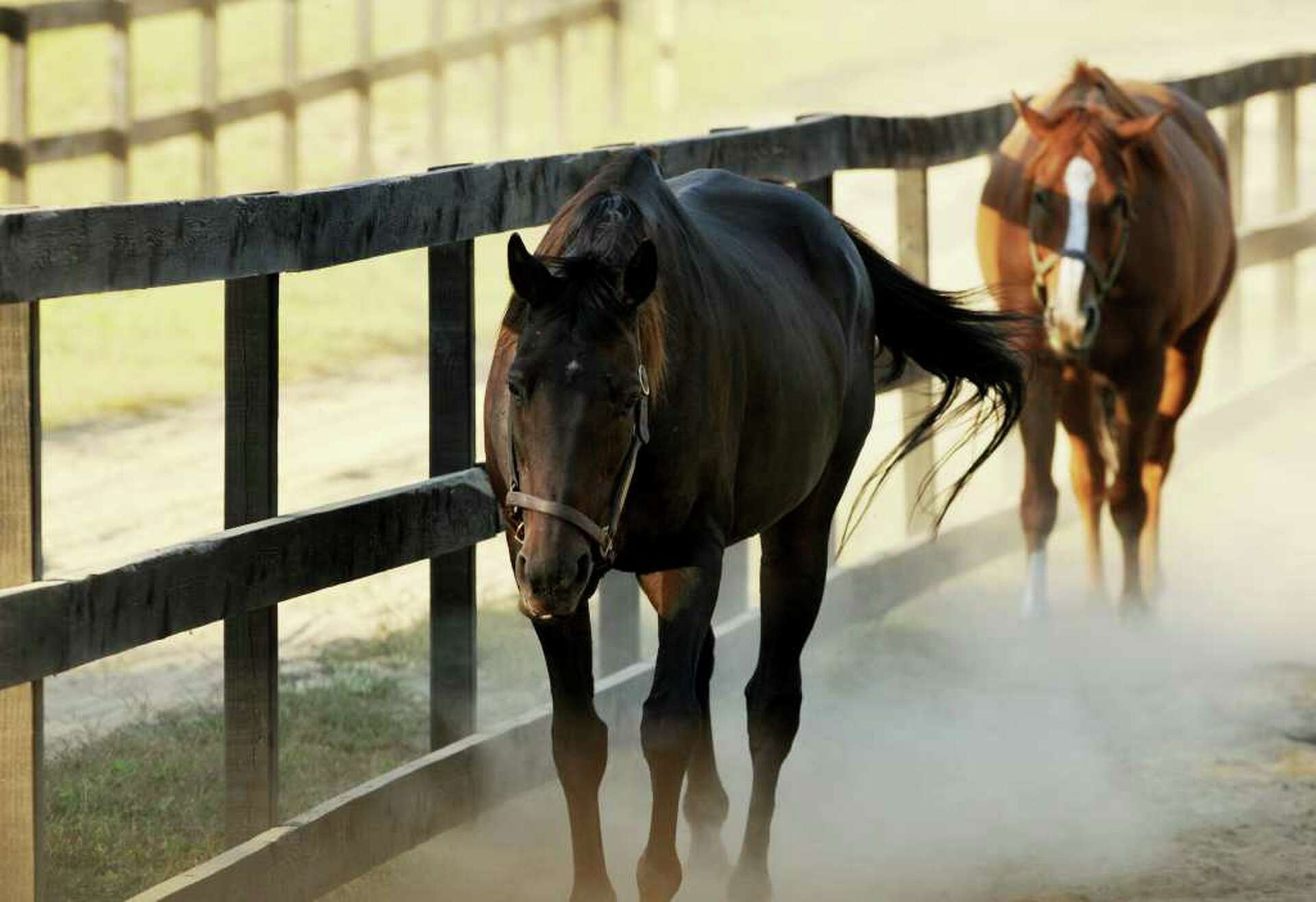 Lovable loser Zippy Chippy still a fan favorite