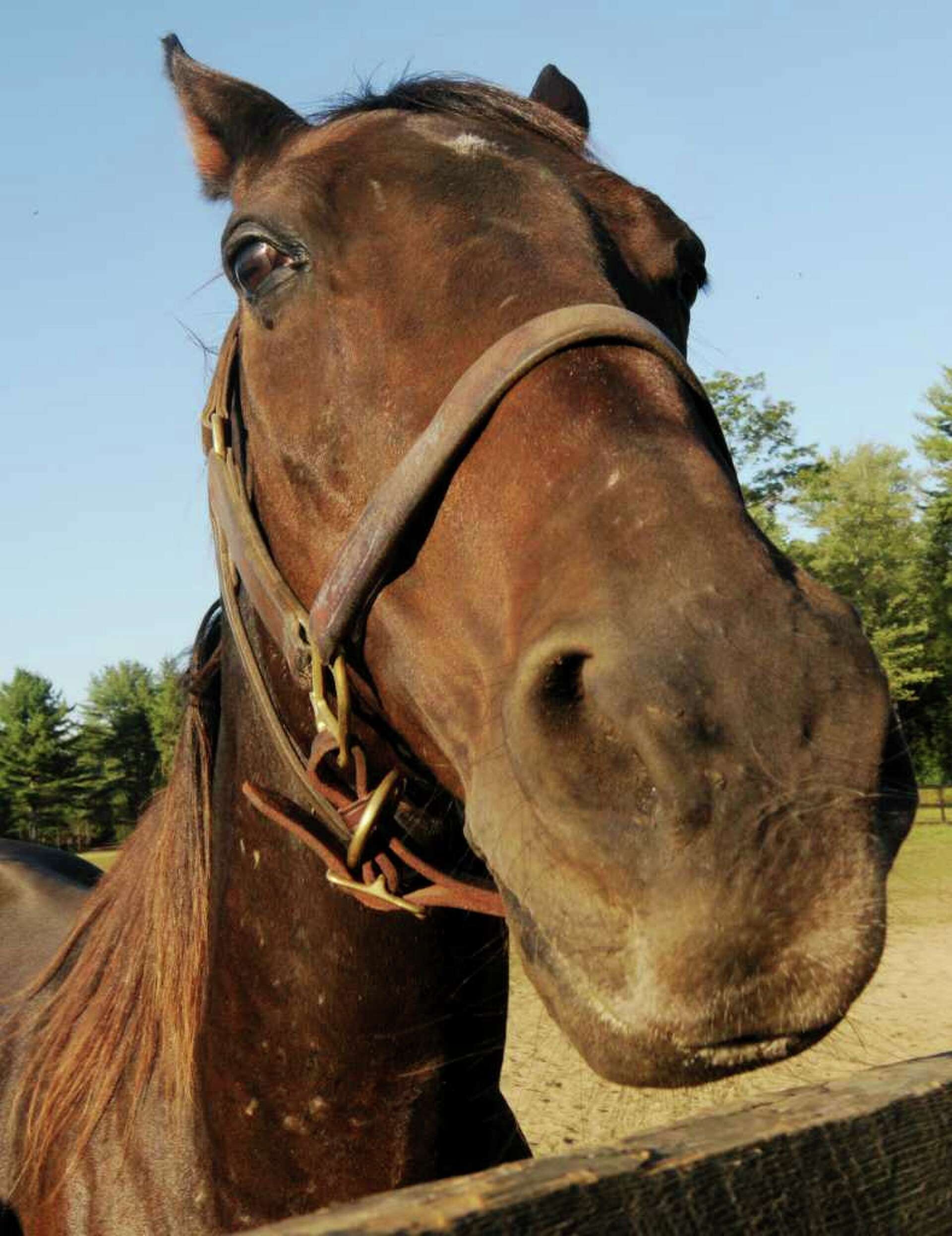 Lovable loser Zippy Chippy still a fan favorite