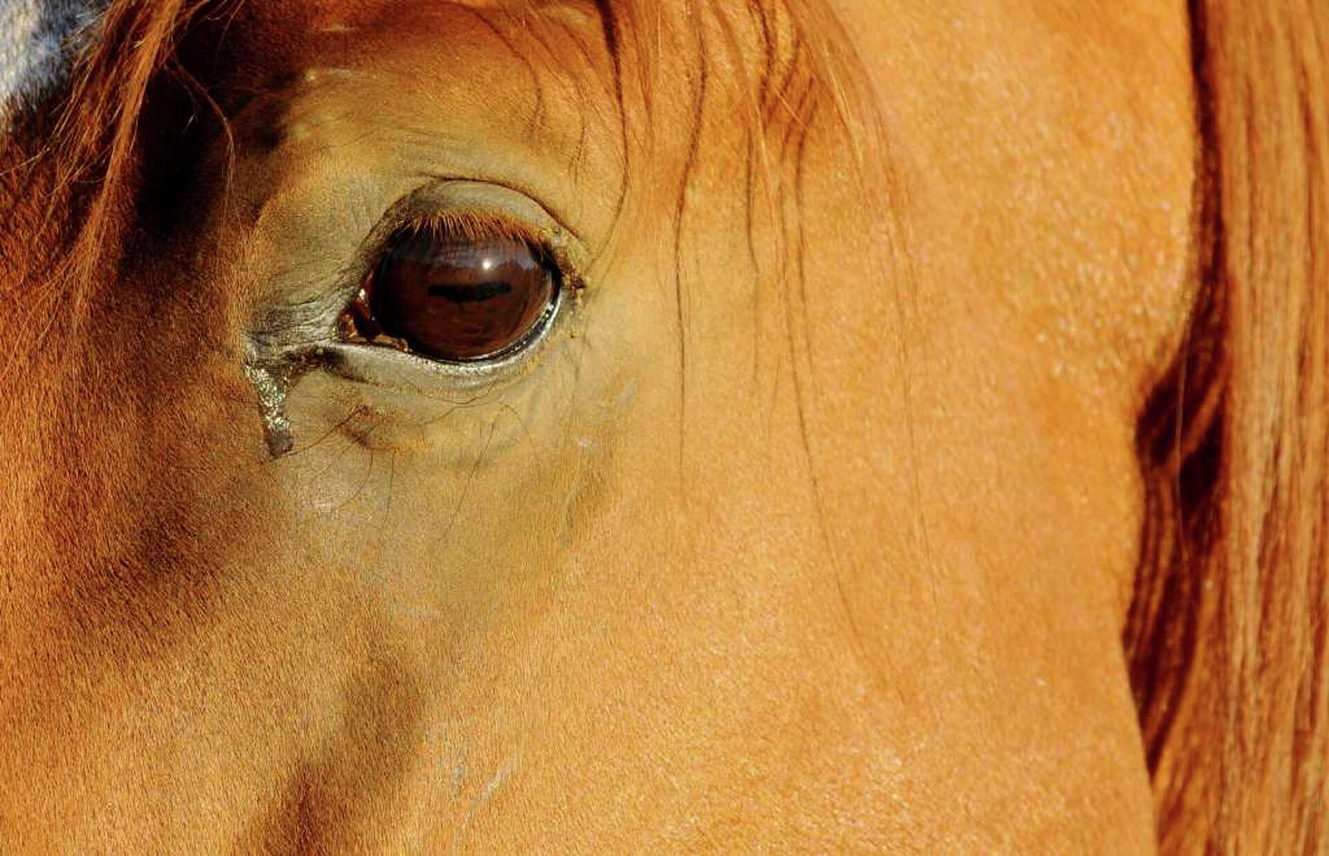 Lovable loser Zippy Chippy still a fan favorite