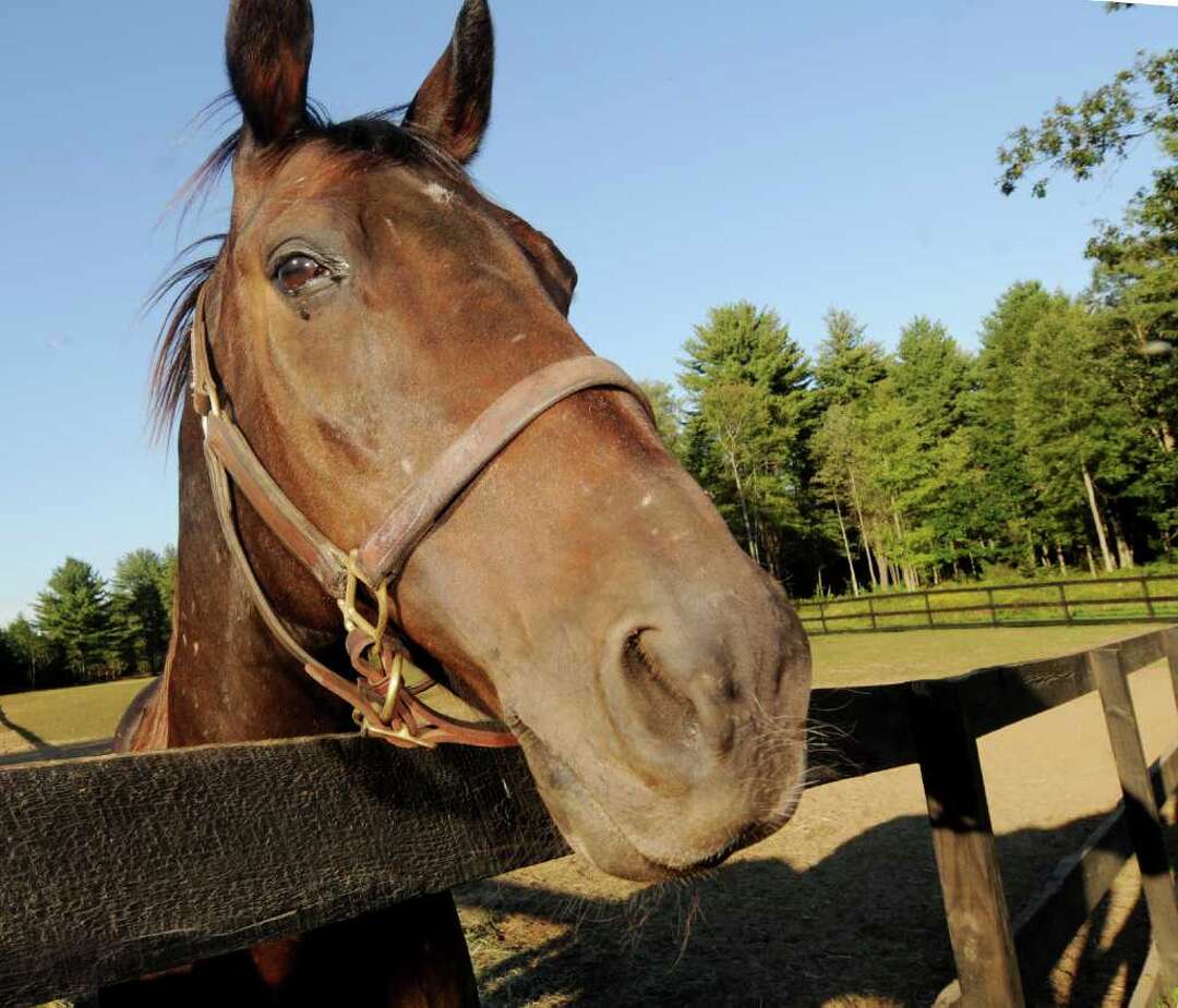 Lovable loser Zippy Chippy still a fan favorite