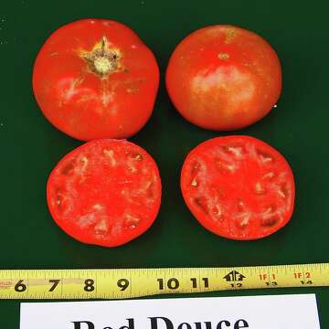 The best tomatoes to plant this spring in your San Antonio garden