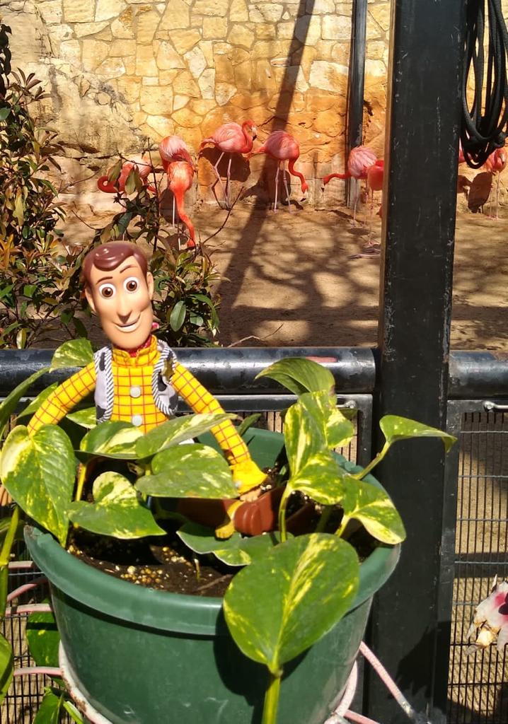 Real-life 'Toy Story:' San Antonio Zoo edition of the Pixar movie