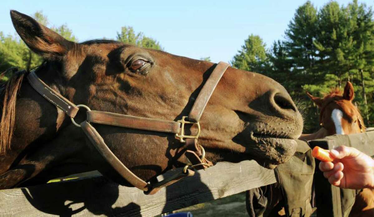 Lovable loser Zippy Chippy still a fan favorite