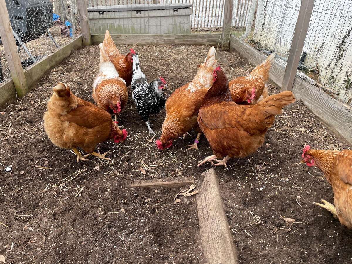 Photos: ‘Monstrosity’ of a chicken egg in CT contained another full ...