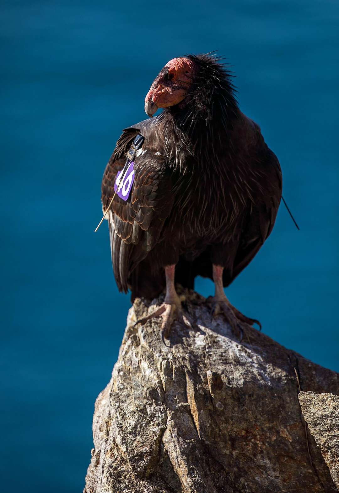 Endangered California condor to return to far Northern California for ...