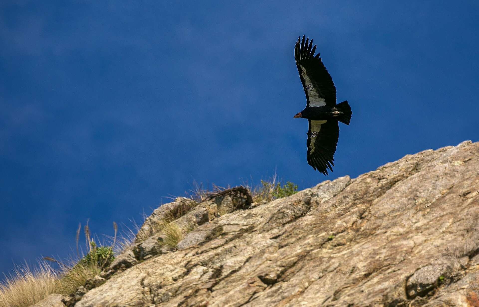 Endangered California condor to return to far Northern California for ...