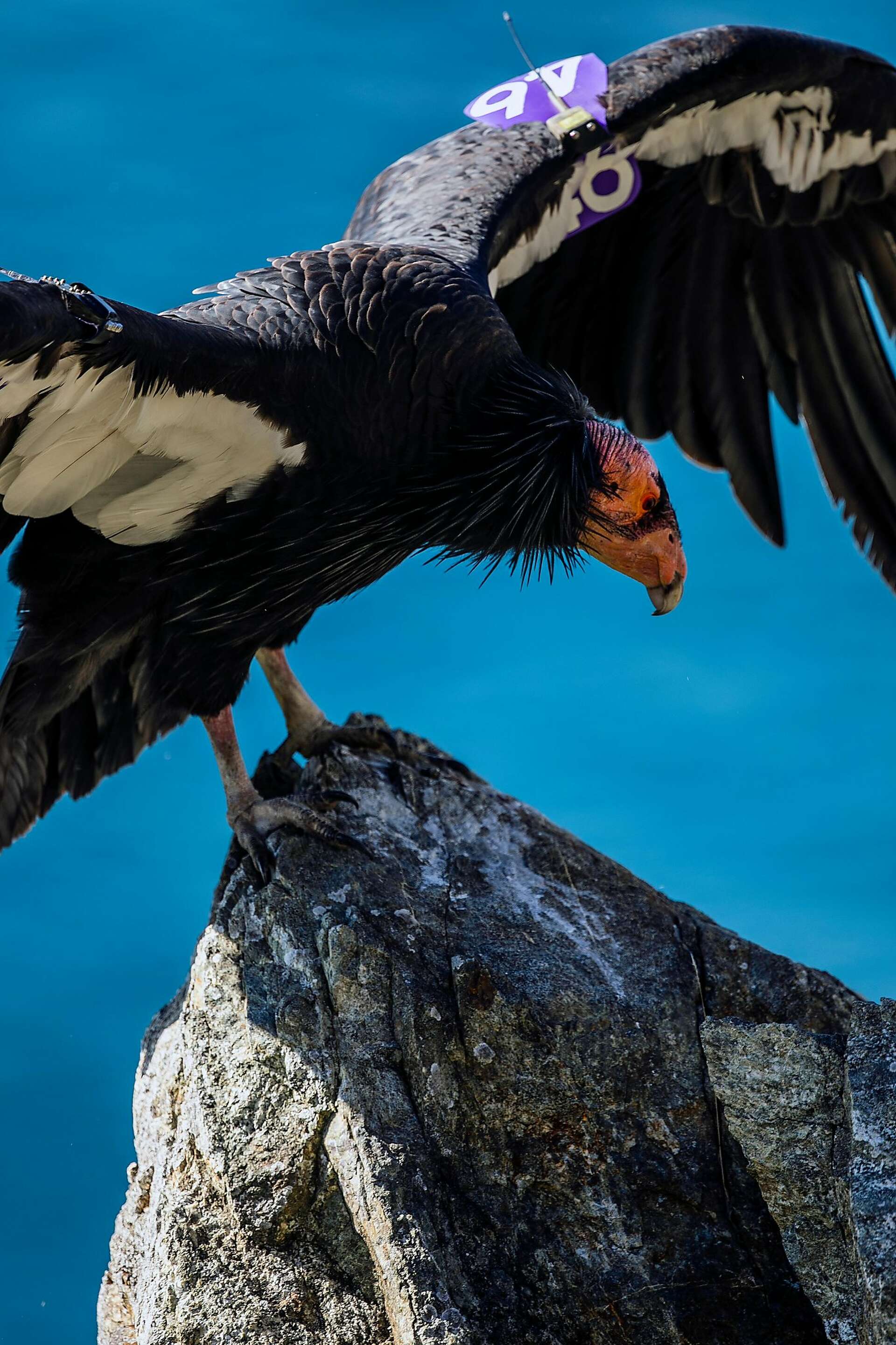 Endangered California condor to return to far Northern California for ...