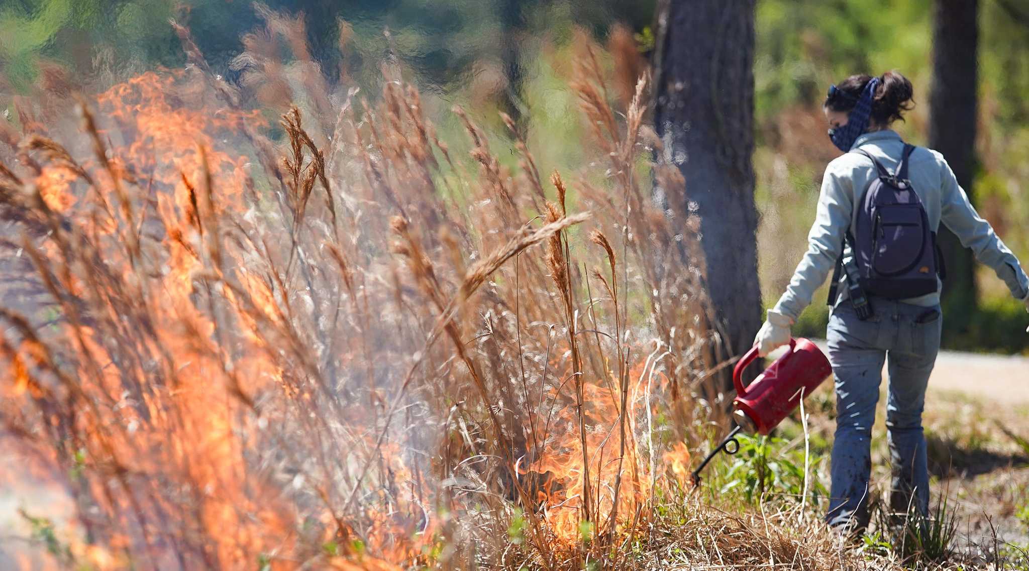 Video: Controlled burn all part of the plan at the Houston Arboretum