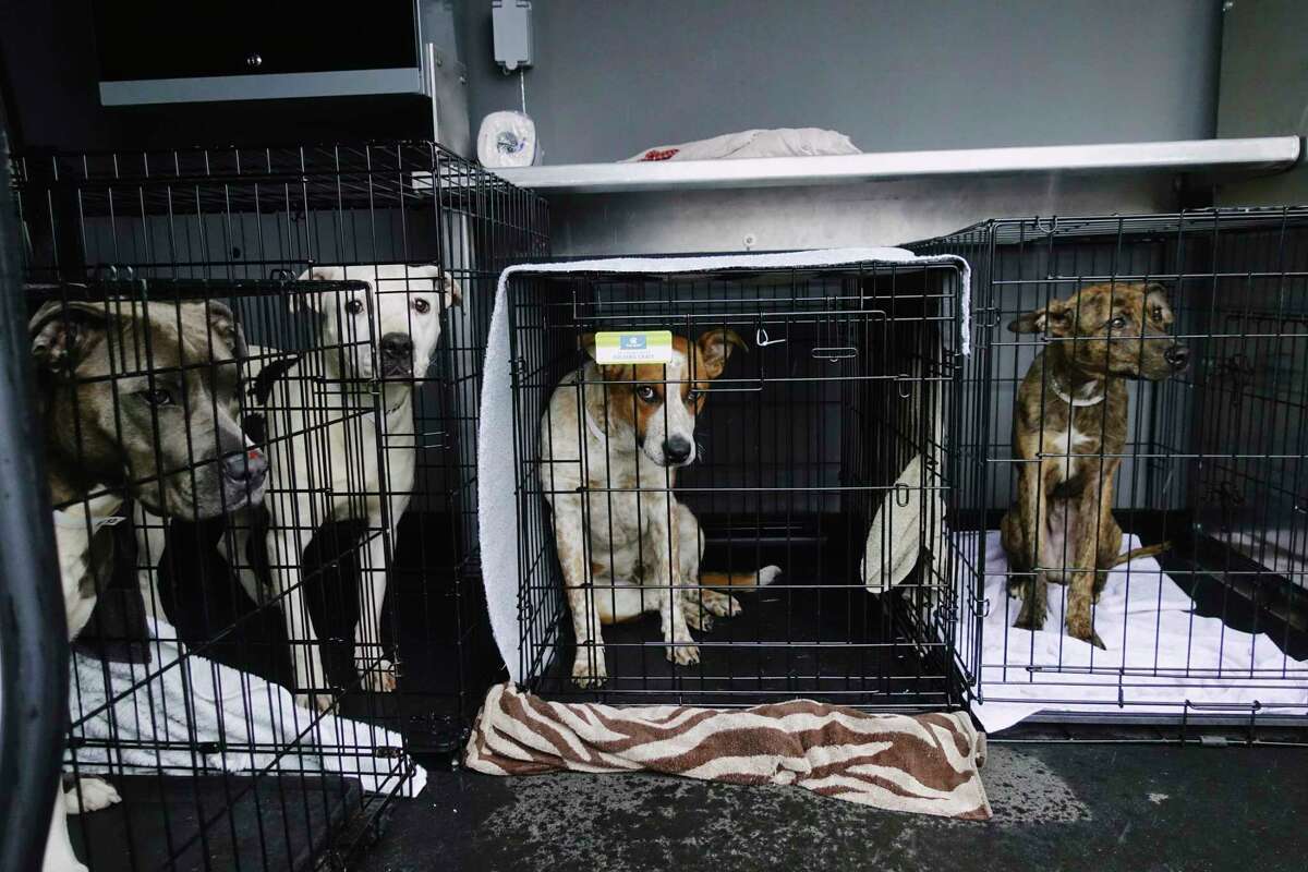 Cats, dogs arrive in Capital Region from tornado-impacted Alabama