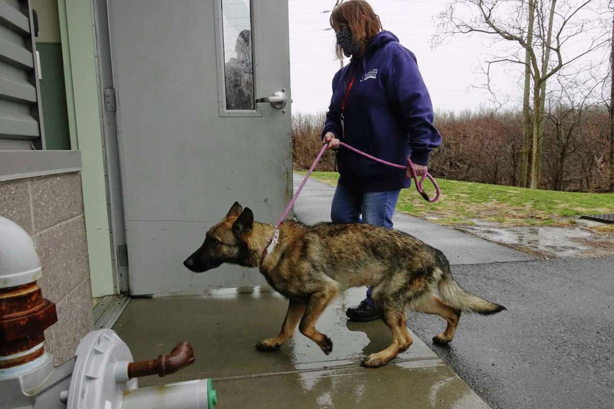 Cats, dogs arrive in Capital Region from tornado-impacted Alabama