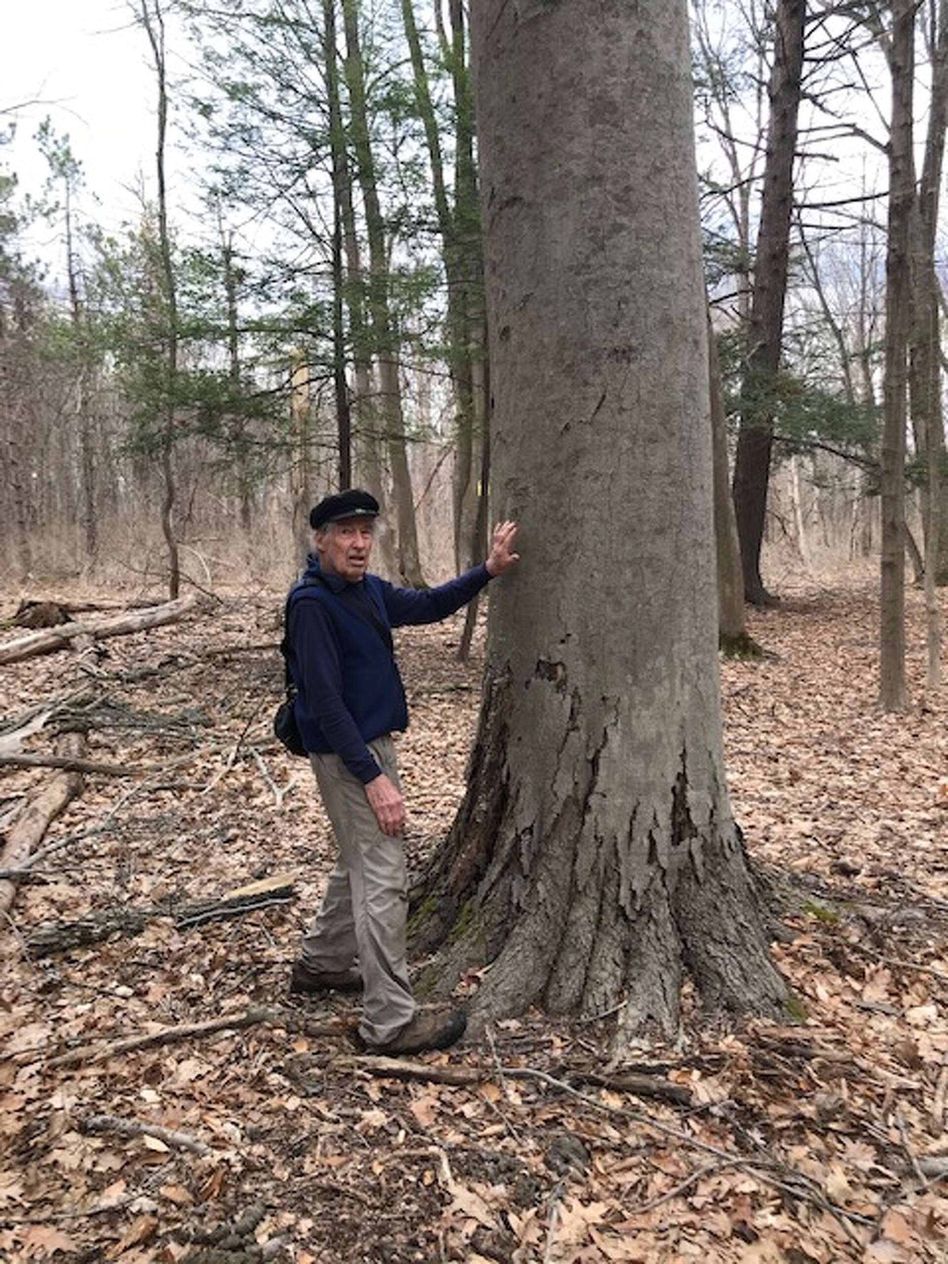 Grondahl: 'Living laboratory' of ancient trees thrives just beyond ...