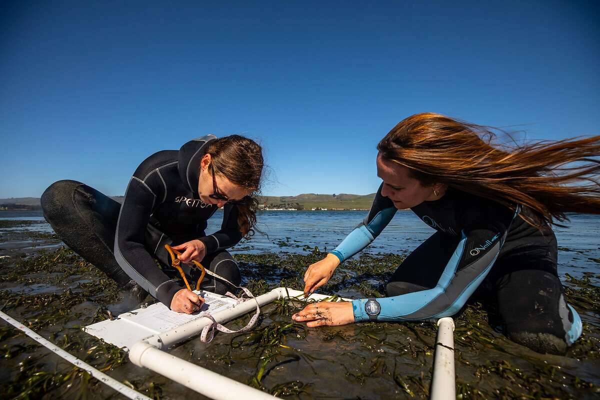 Underwater meadows of California seagrass found to reverse symptom of ...