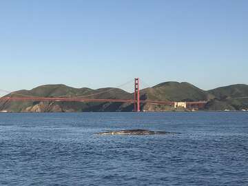Investigation on gray whale found in San Francisco Bay takes mysterious ...