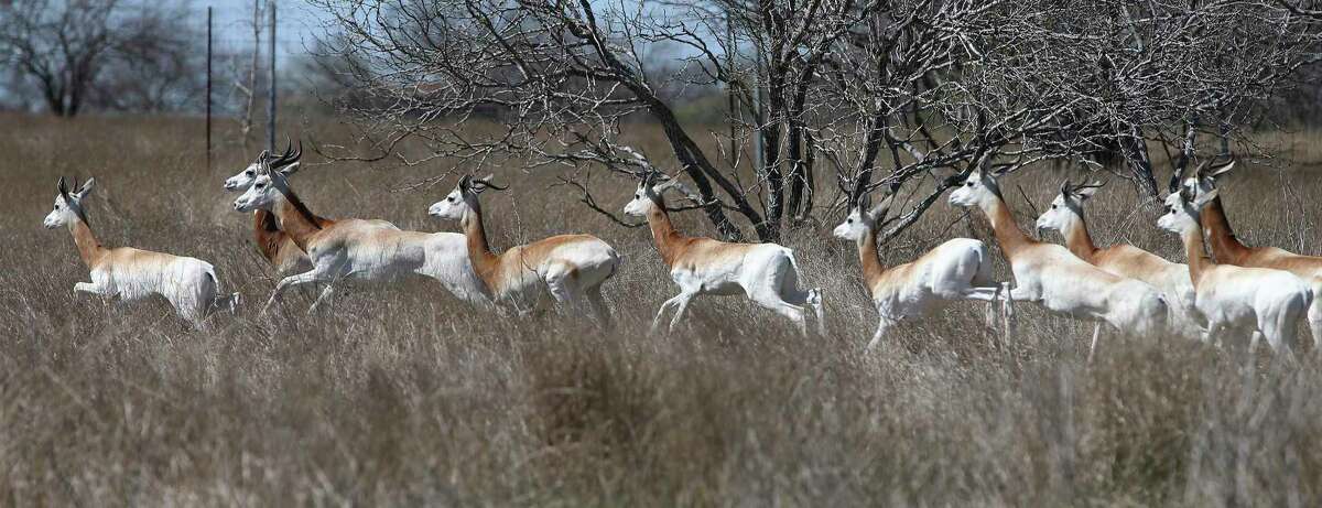 Texas breeder of exotic animals says they’re ‘no different than owning ...