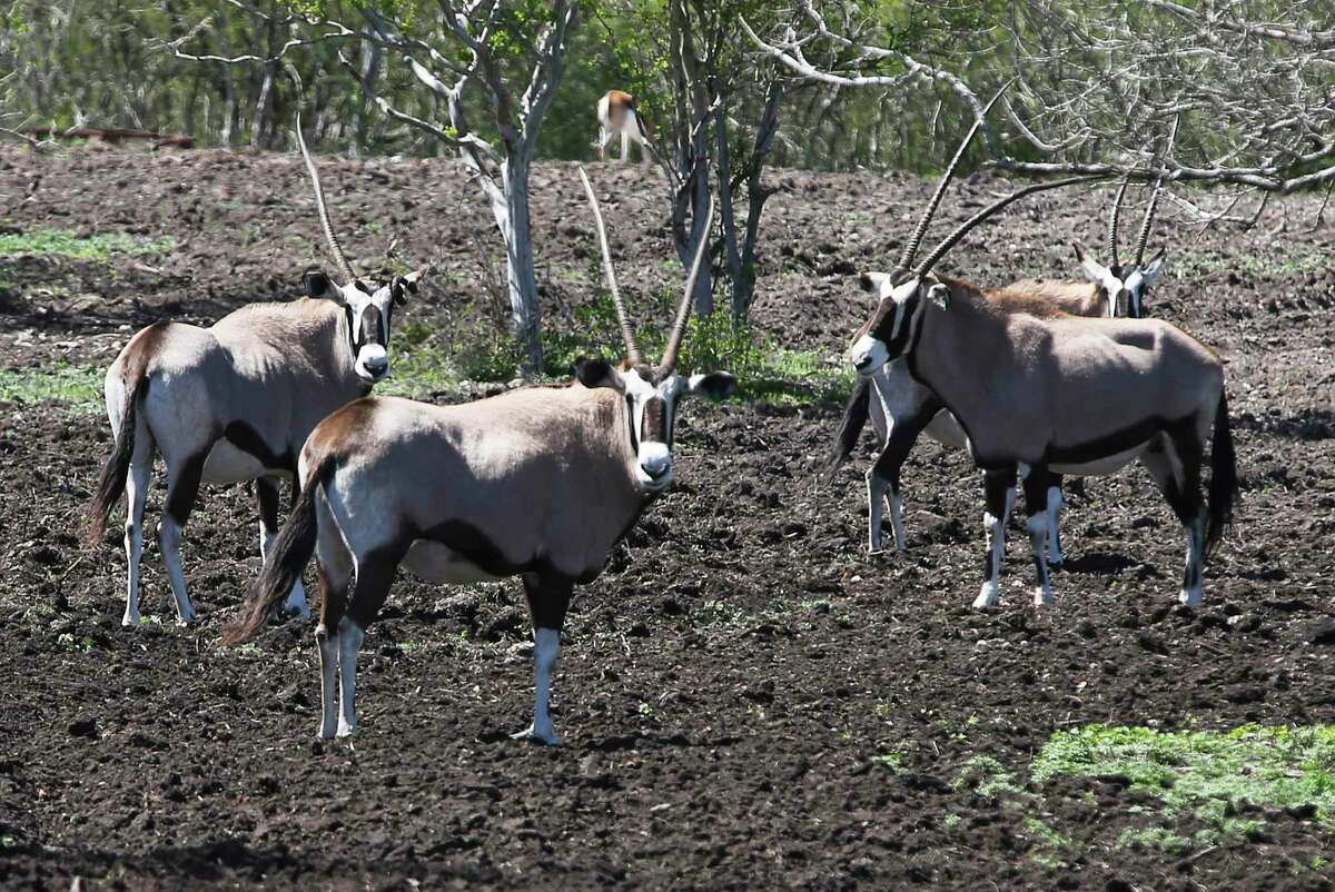 Texas breeder of exotic animals says they’re ‘no different than owning ...