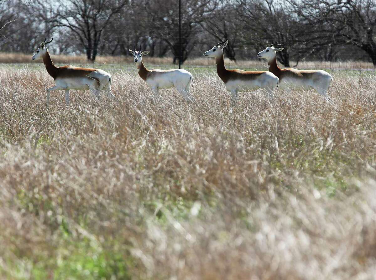 Texas breeder of exotic animals says they’re ‘no different than owning ...