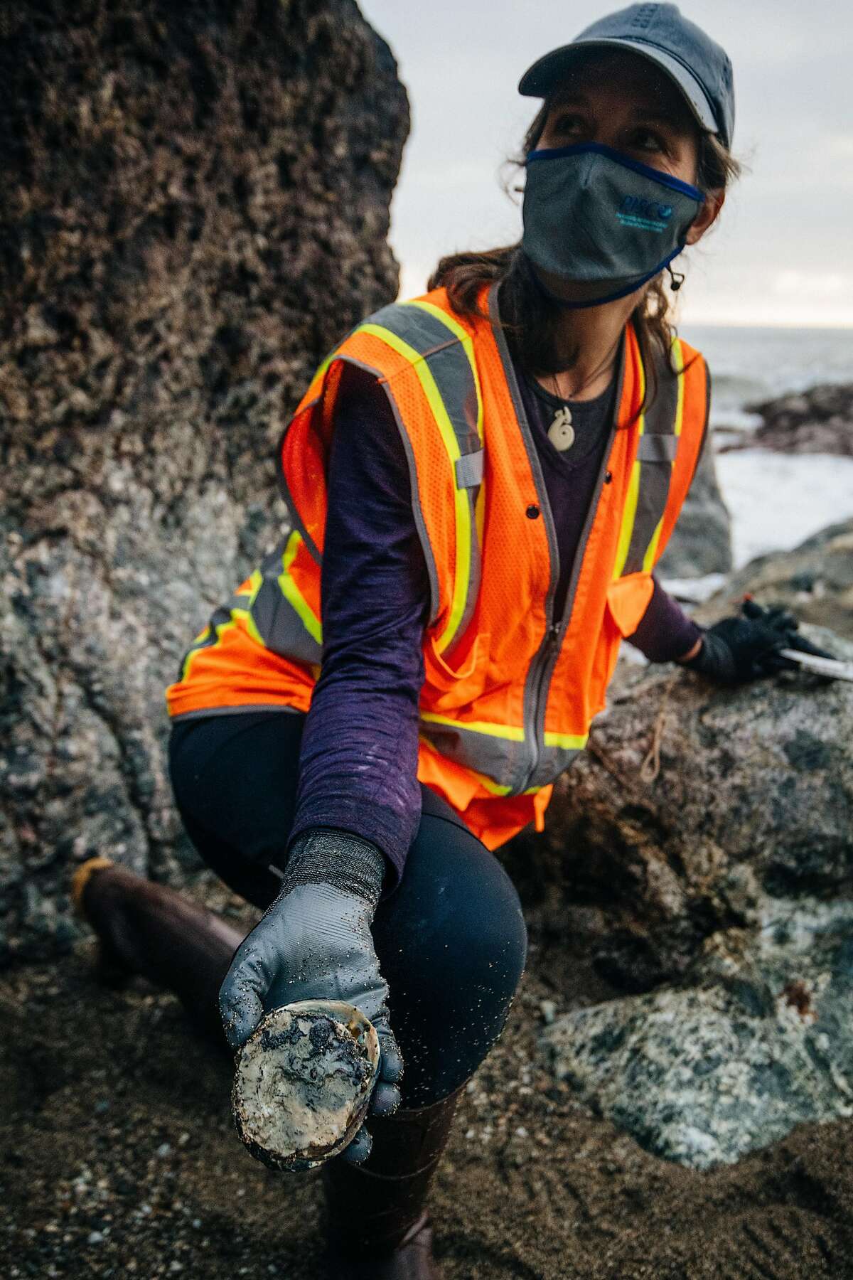 Rush to rescue thousands of endangered abalone buried in Big Sur landslides