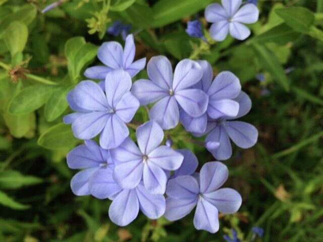 7 perennials that thrive in your Houston garden all summer