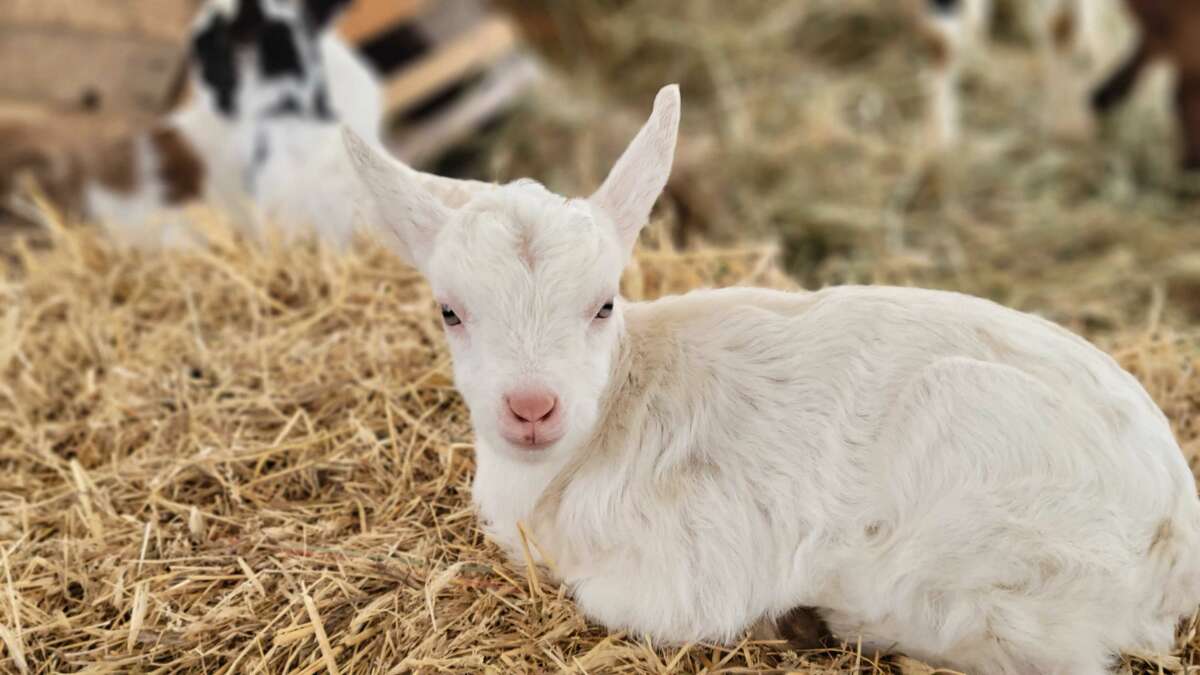 Baby Animal Days returns April 7-30 at Indian Ladder Farms