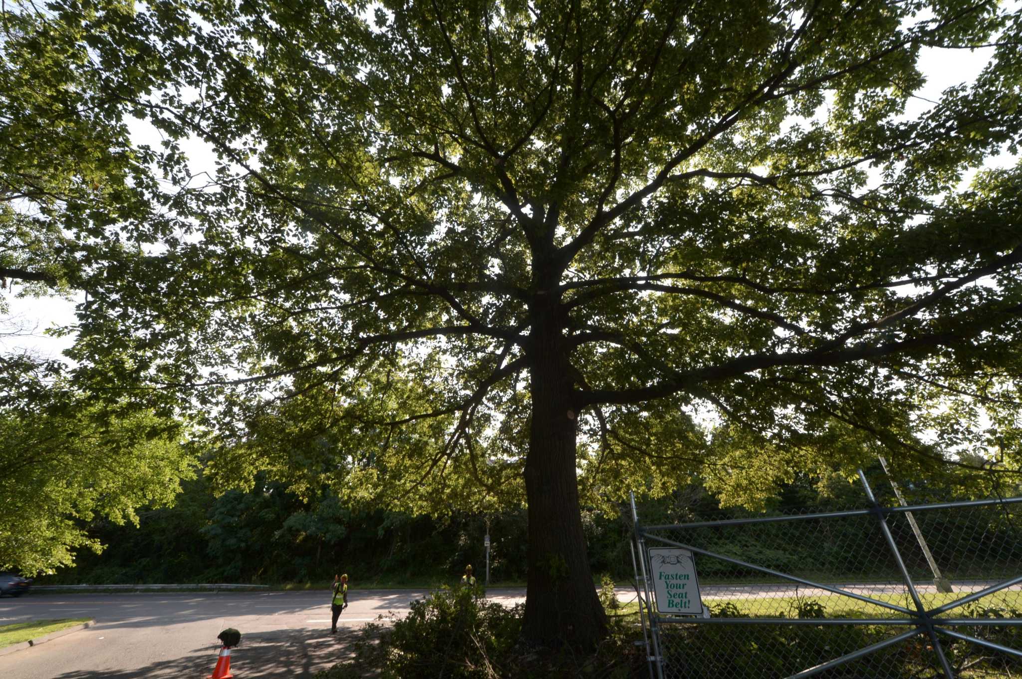 Miller: The trees that have always been a part of Connecticut landscape