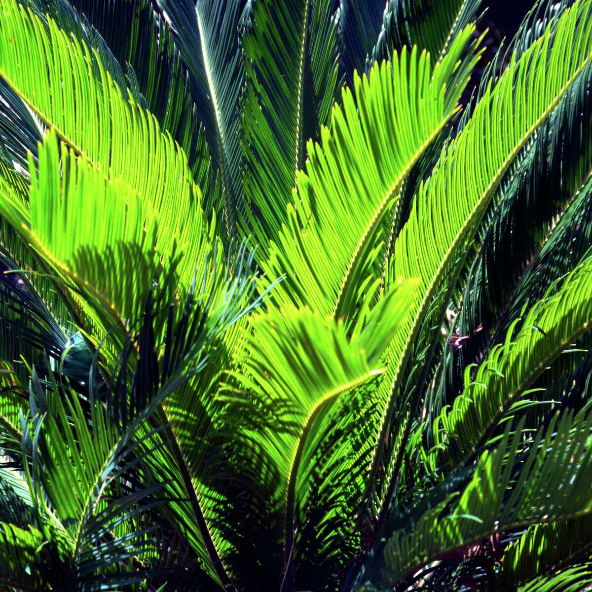 Is it time to pull the plug and replace freeze-damaged sago palms and ...