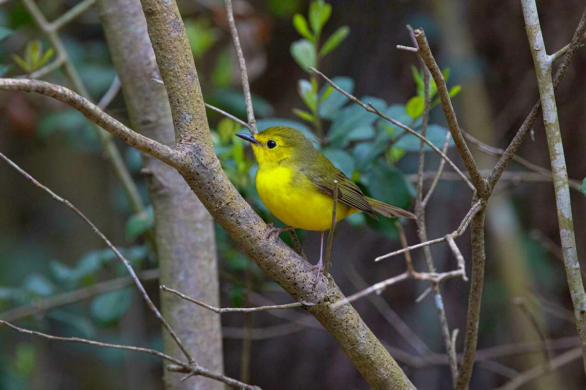 Meet the happy hooded warbler from East Texas
