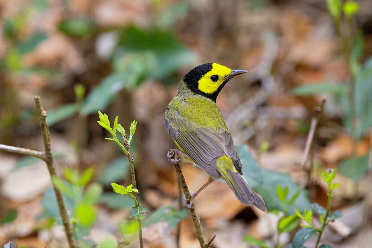 Meet the happy hooded warbler from East Texas