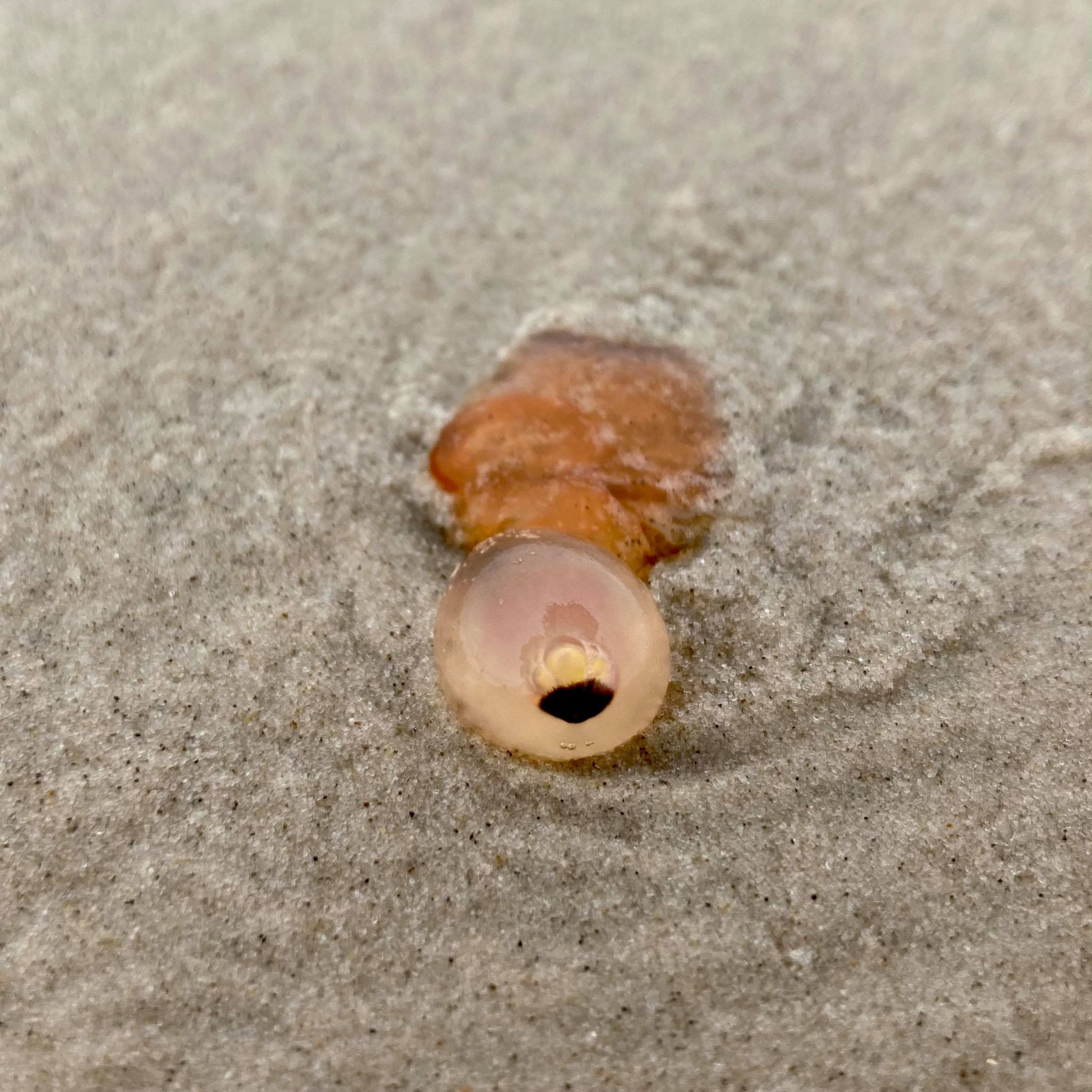'Creepy eyeball looking creatures' turn up along Mustang Island