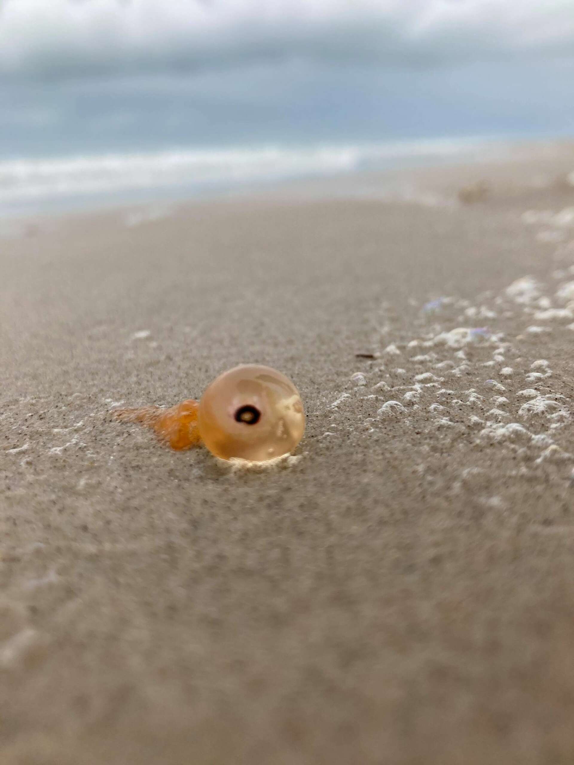 'Creepy eyeball looking creatures' turn up along Mustang Island