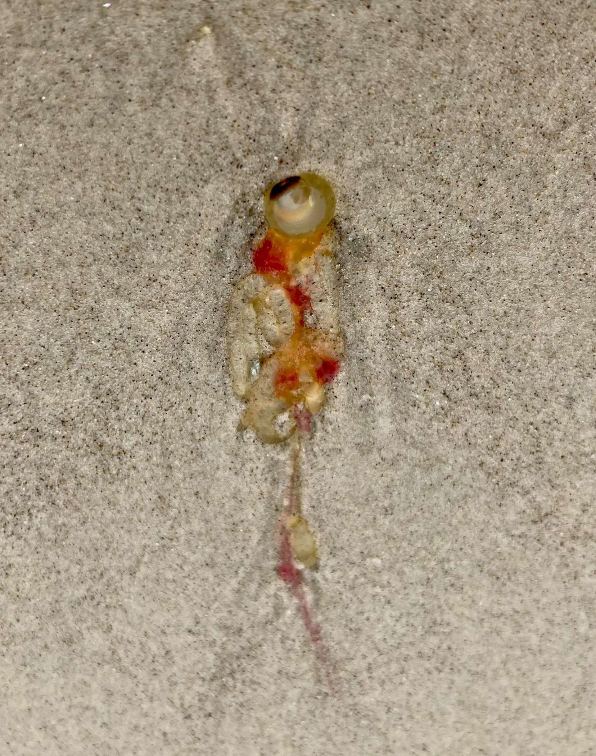 'Creepy eyeball looking creatures' turn up along Mustang Island