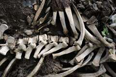 The East Bay is full of cattle skeletons. Here's why.