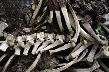 The East Bay is full of cattle skeletons. Here's why.