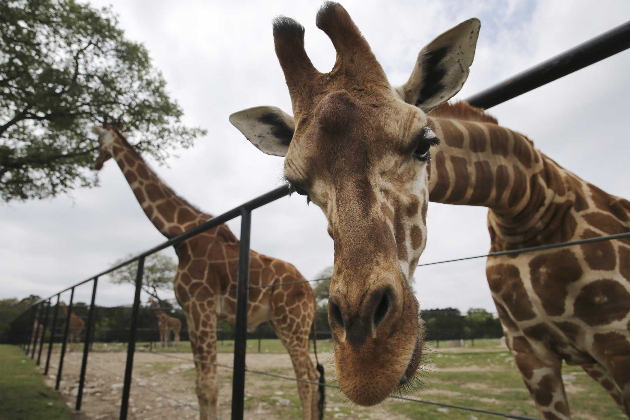 Flux: Animal park flourishes during the pandemic
