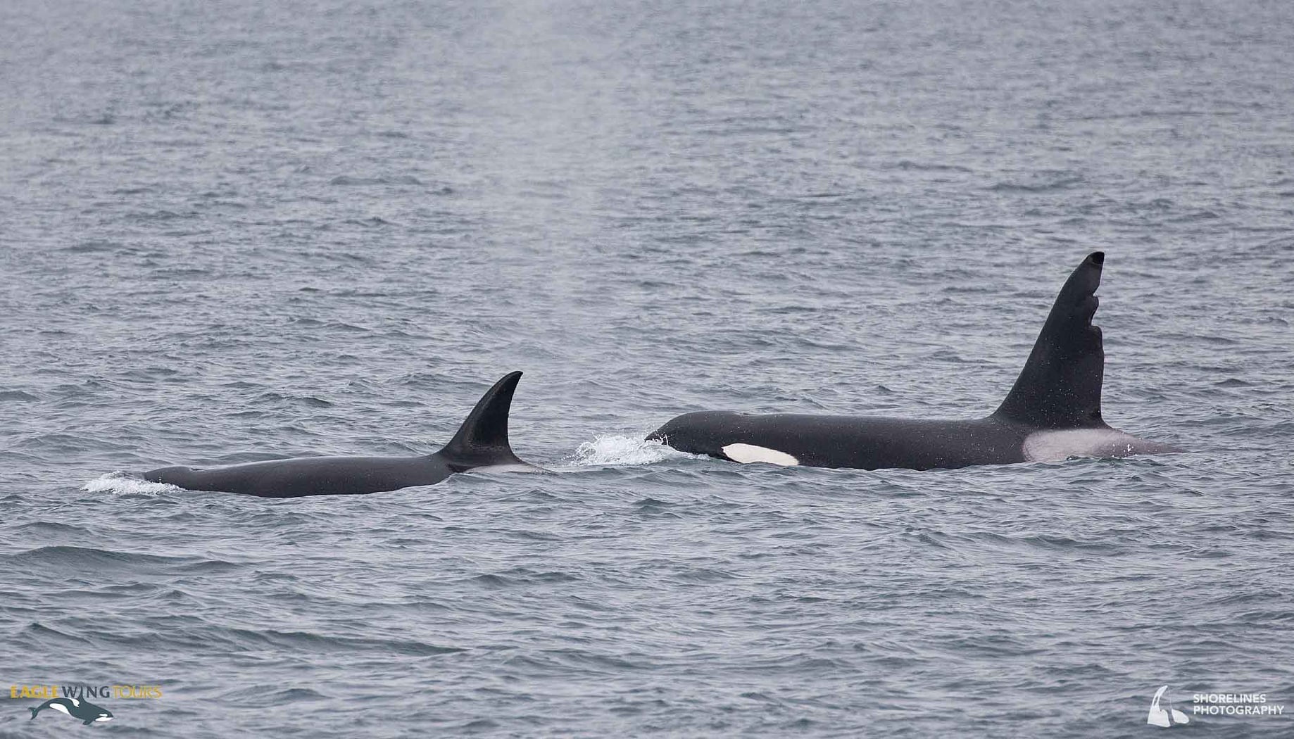 Rare 'celebrity' orca whales Tl'uk and Chainsaw spotted in the Salish ...