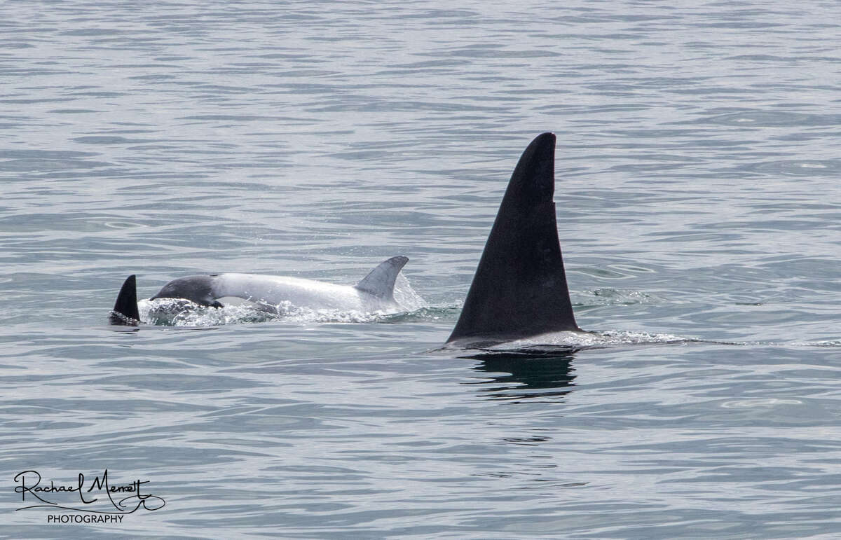 Rare 'celebrity' orca whales Tl'uk and Chainsaw spotted in the Salish ...