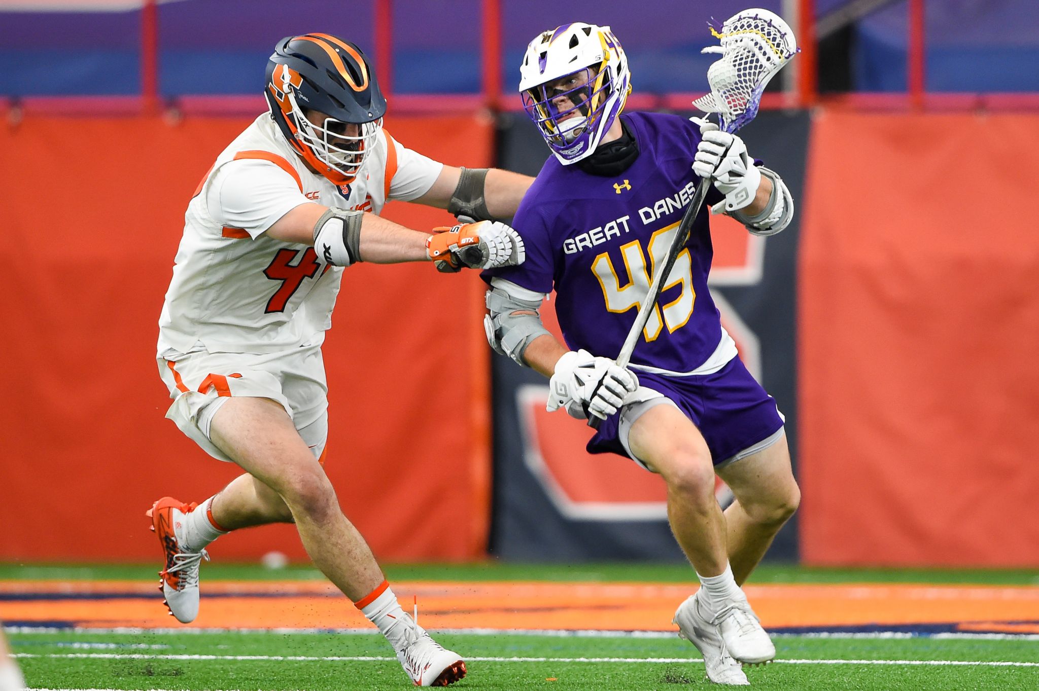 Great Danes about to sink teeth into hard schedule