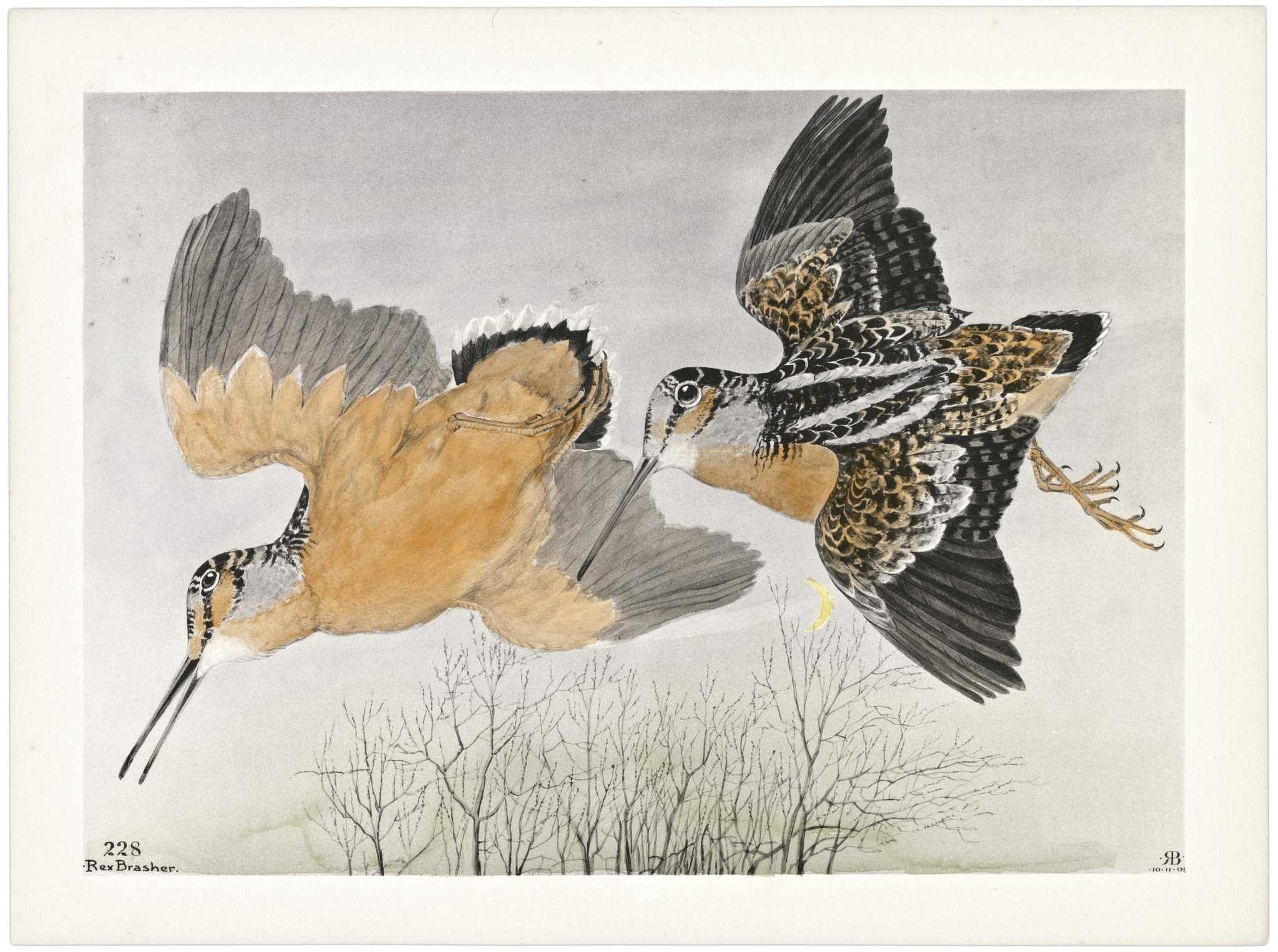 Robert Miller: CT’s little-known artist who painted the birds of North ...