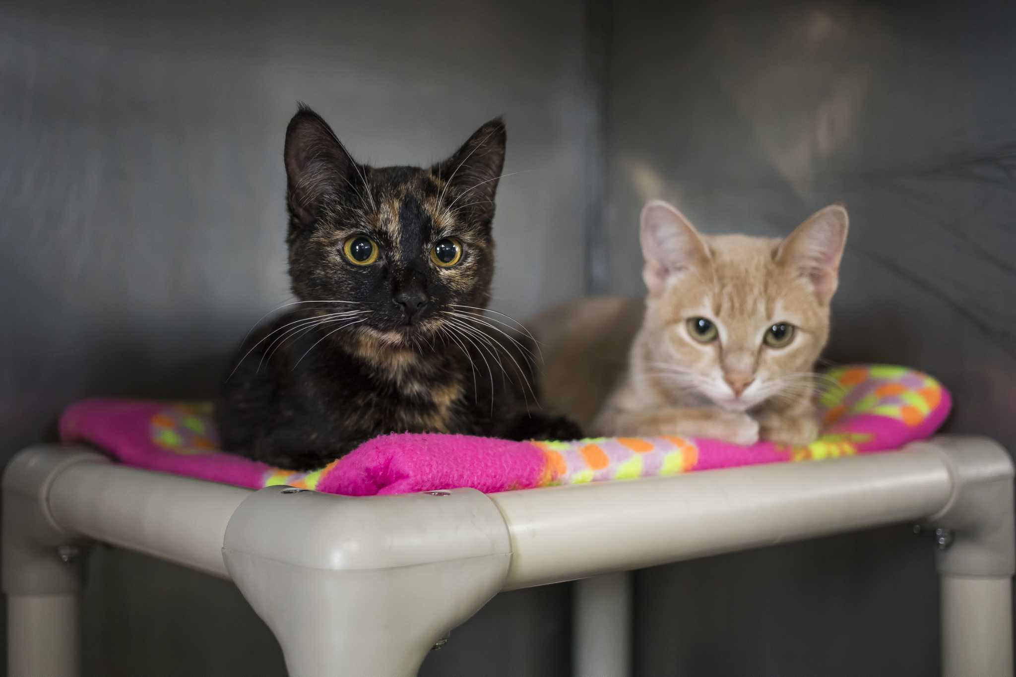 Midland pet adoptions returning to typical numbers after pandemic spike