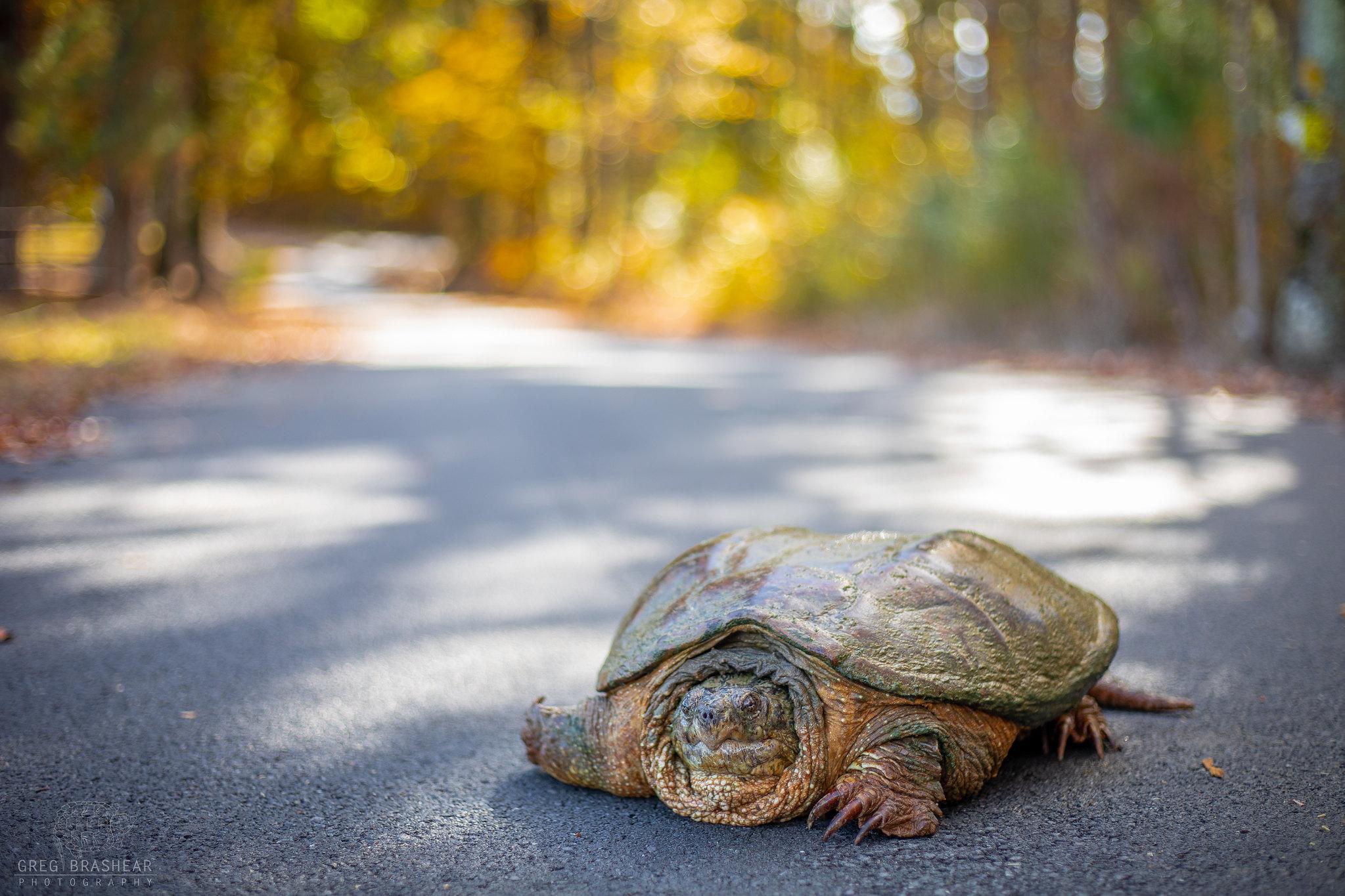 Give turtles a brake!