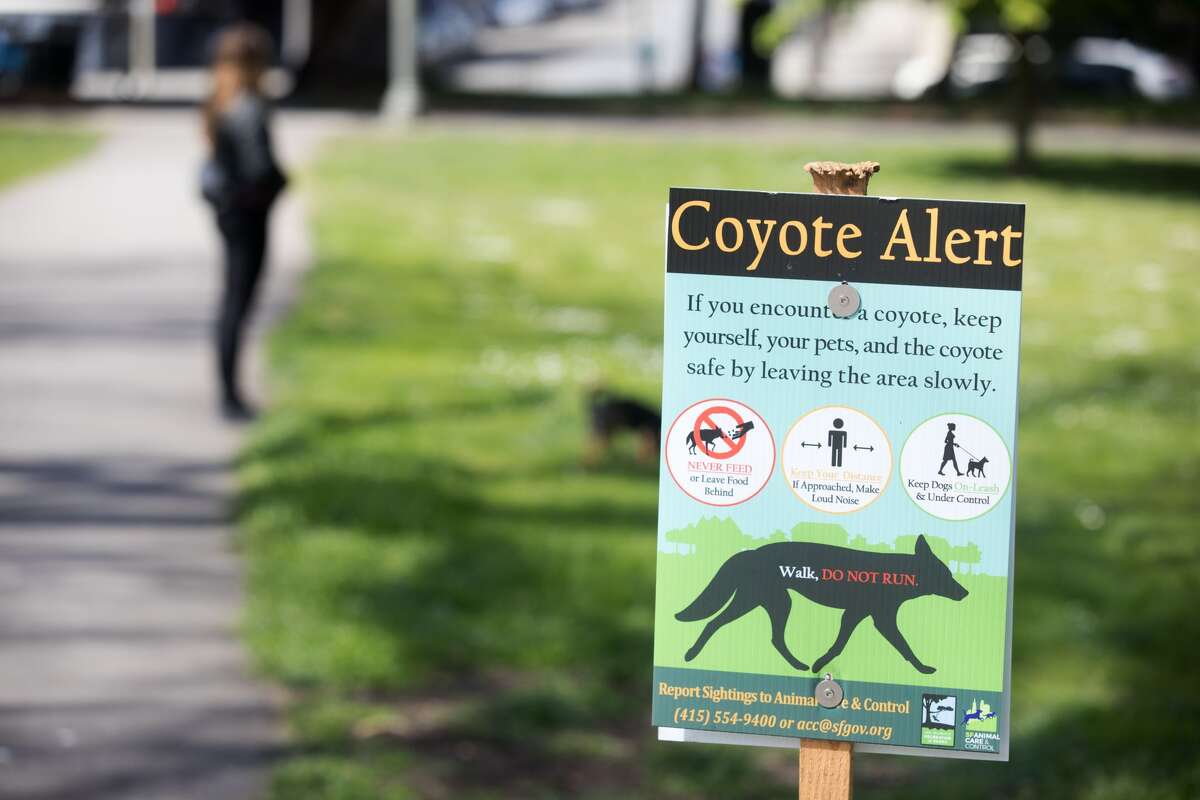 This East Bay coyote bit 5 people, including 2 toddlers. Here's how he ...